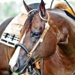 GoHorseShow - Breeding Western Pleasure Horses for Purpose and Function ...