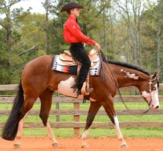 GoHorseShow - Lopin Lazy Added to Pine View Farm Stallion Lineup for 2015