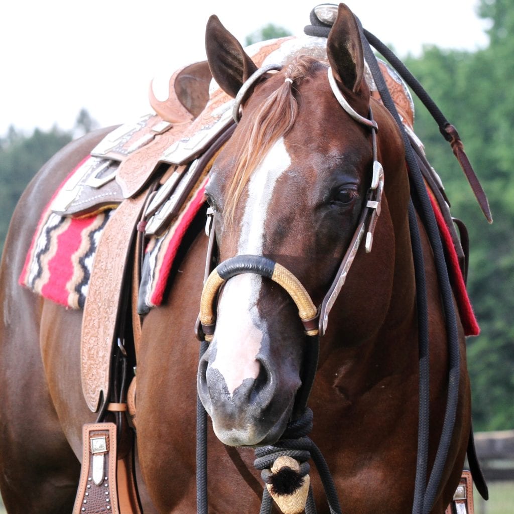 GoHorseShow - North Farm Welcomes Congress Champion The Lopin Machine ...