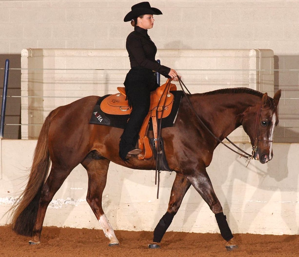 GoHorseShow - jessica woosley