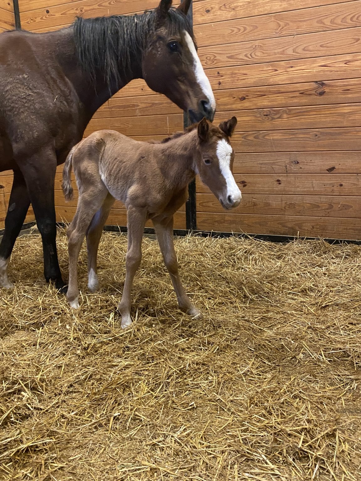 GoHorseShow - GoMag: February 2021 Breeding Issue Online Now