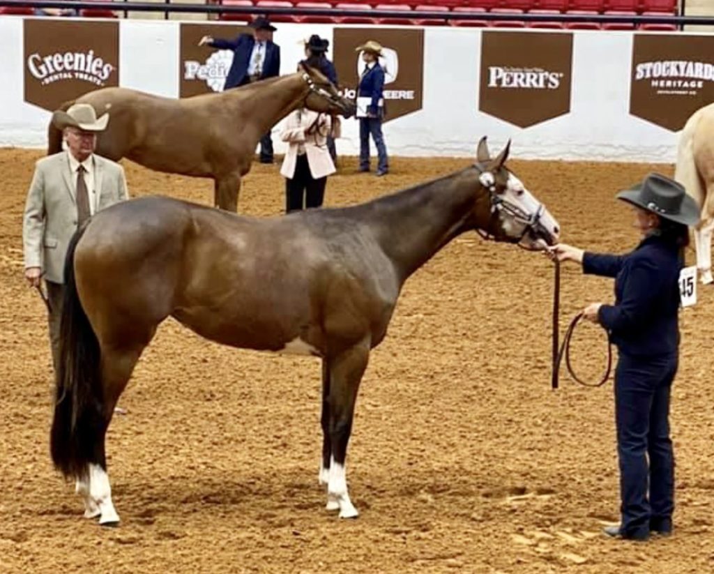 GoHorseShow - Quiet Victory: Trainer Blythe Amenson Wins with Two Deaf ...