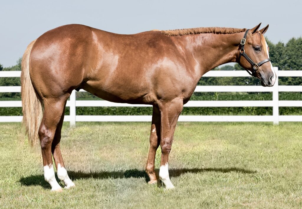 GoHorseShow - Training the Eye Part 1: How to Spot a Top Western ...