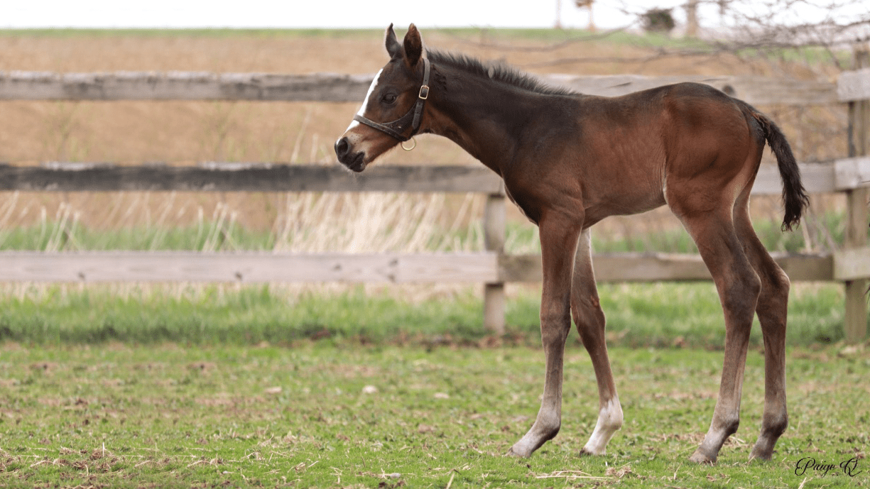 GoHorseShow - Breeding for Success: Q&A with Leading Breeders Cindy ...