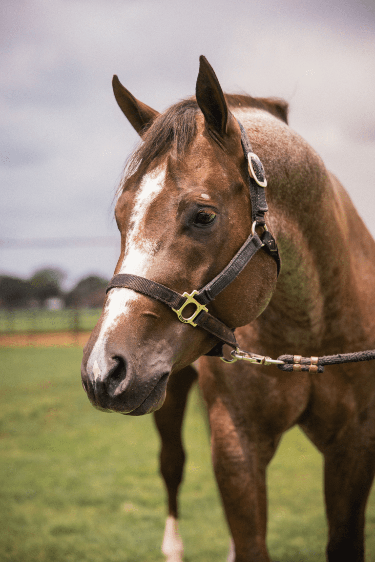 GoHorseShow - Katie Van Slyke Purchases Royally Bred Stallion Prospect ...