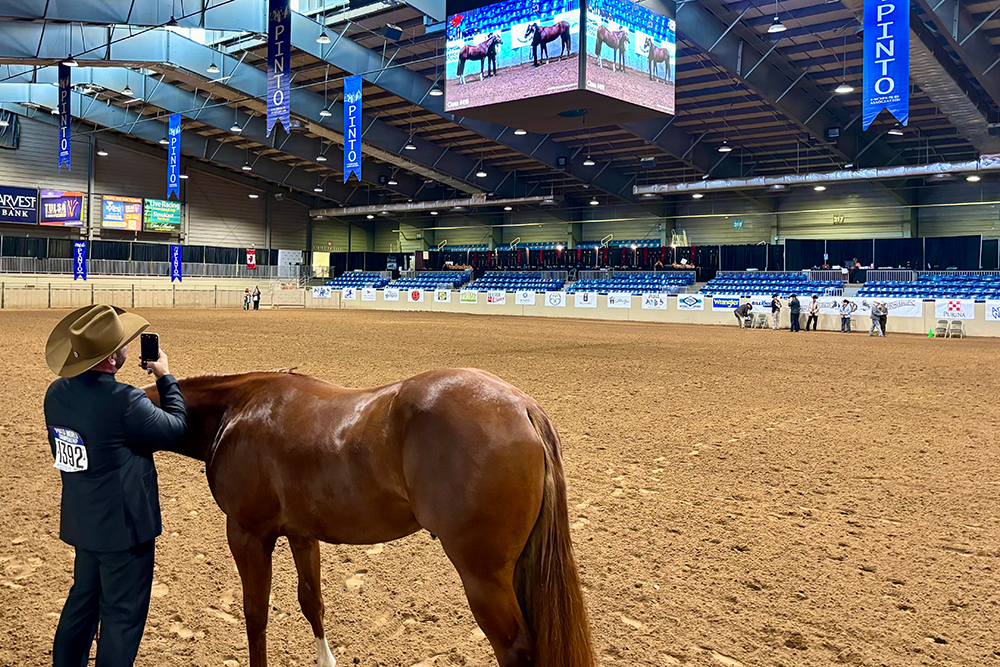Pinto World Show 2025