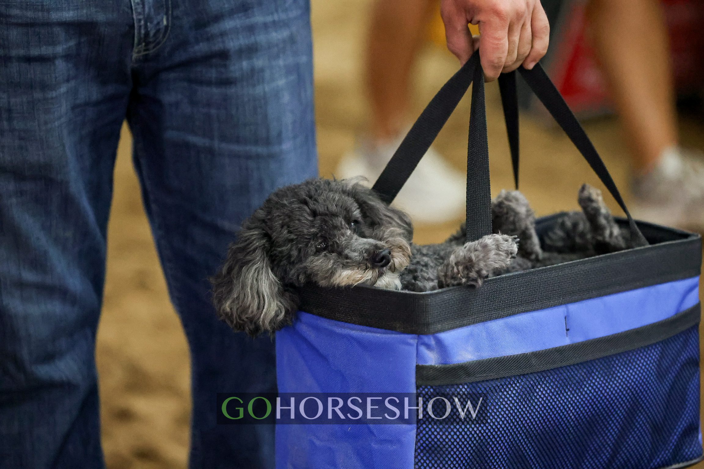 GoHorseShow - 82 NSBA World Show 2025 - Keagan Phillips & Lucy Geweke dog