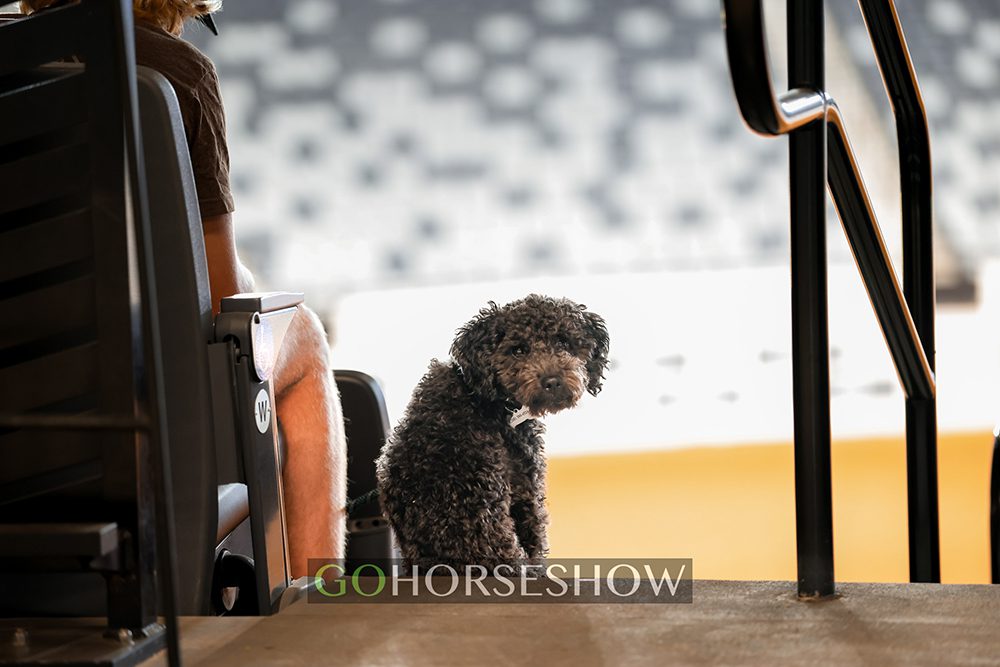 GoHorseShow - 21 AQHA World Show 2025 - Keagan Phillips & Lucy Geweke dog